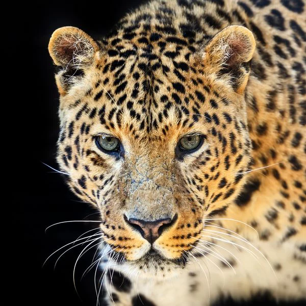 Leopard krupan kadar crna pozadina