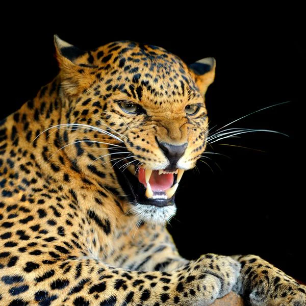 Leopard crna pozadina
