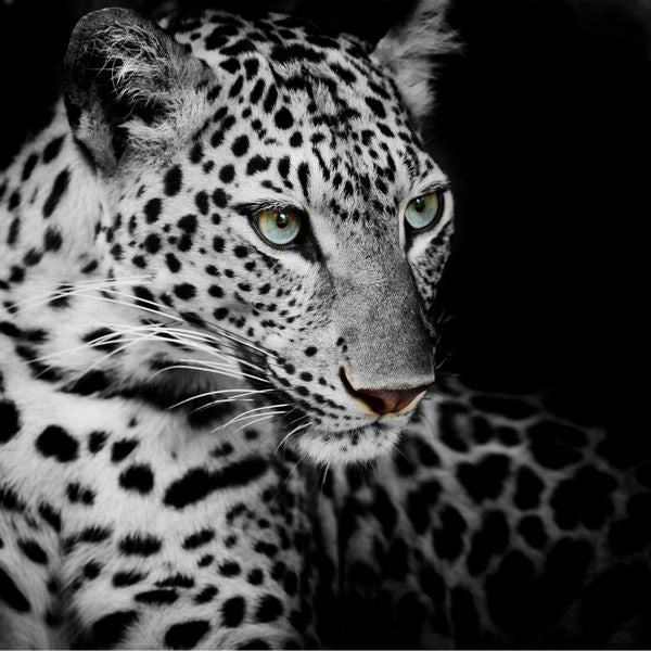 Leopard crno bela