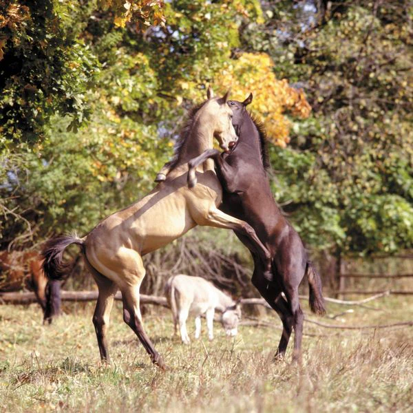 Konj zagrljaj konja u vazduhu