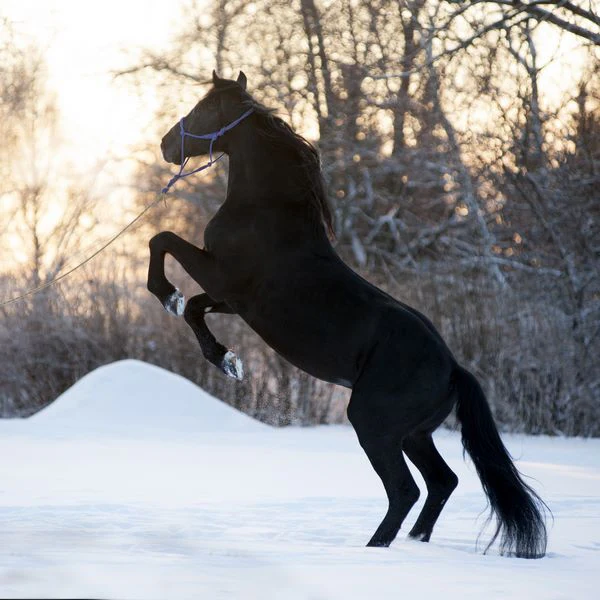 Konj na snegu