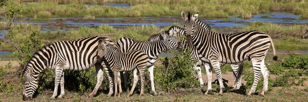 Zebra vise njih u setnji