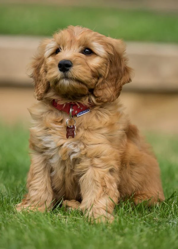 Goldendoodles ogrlica mala