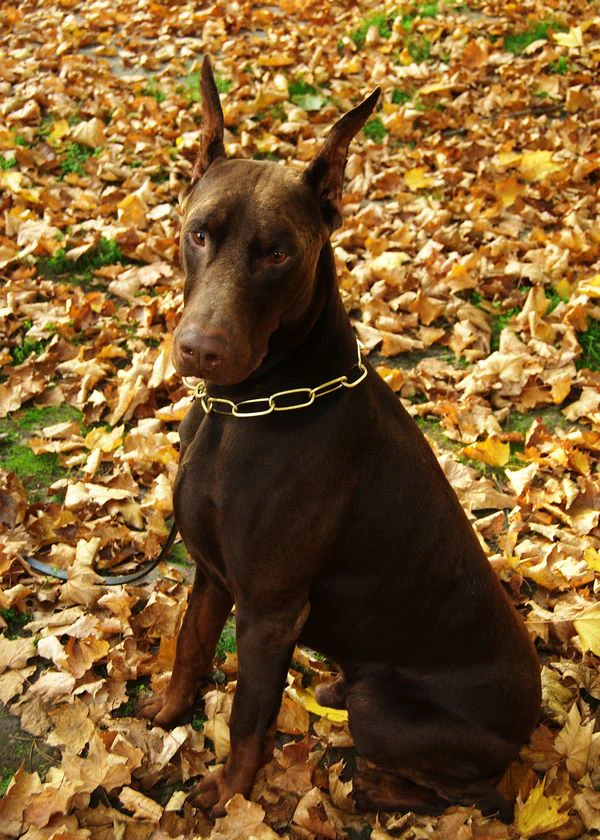 Doberman medju liscem