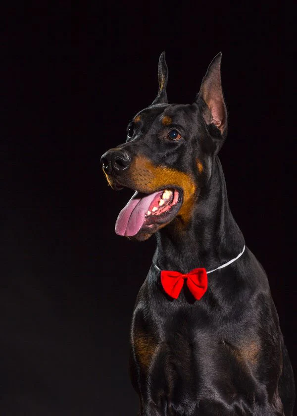 Doberman pozadina crna