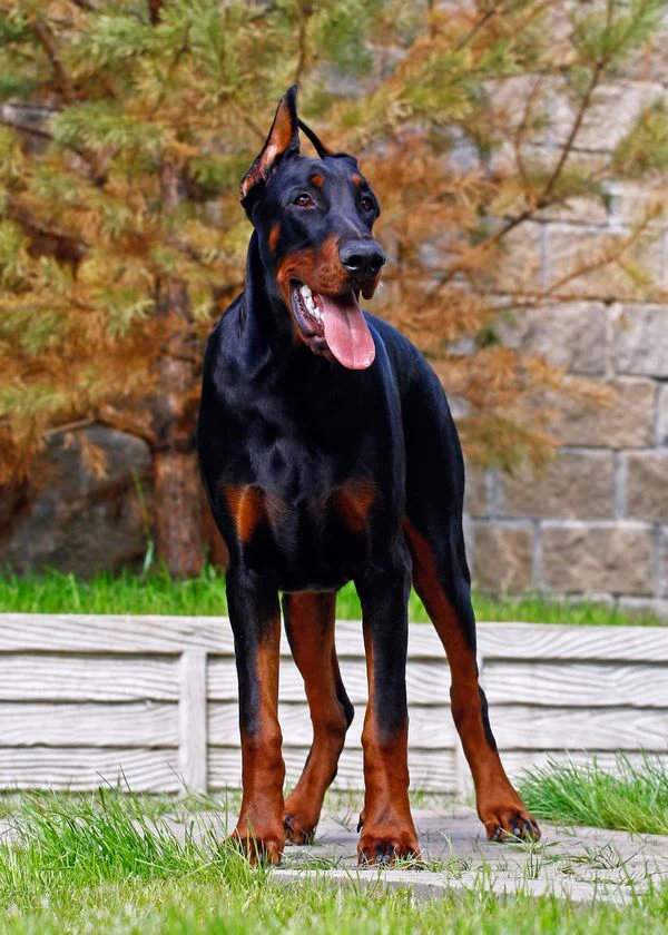 Doberman i ograda