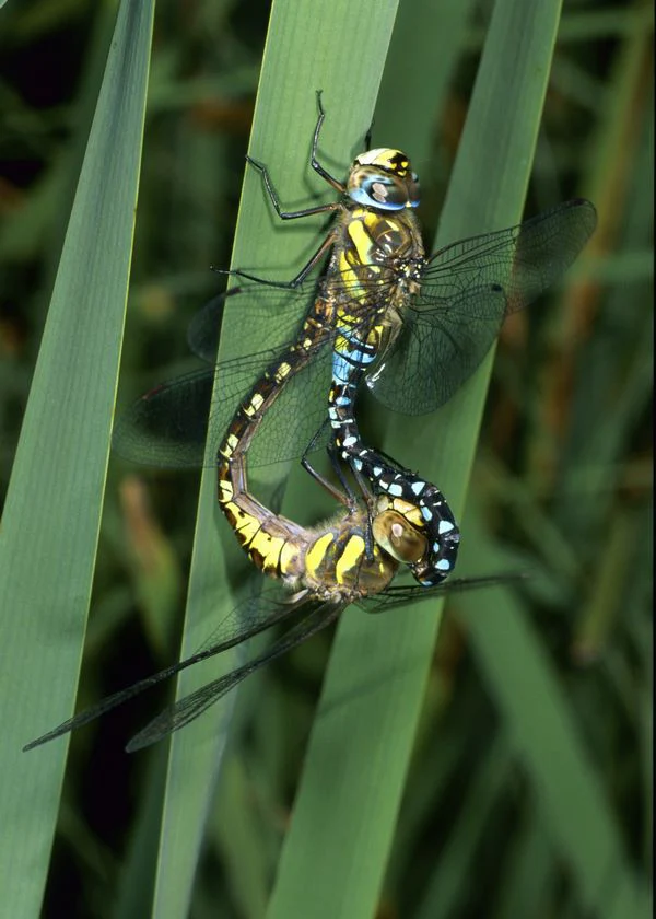 Insekti naslonio mu se na glavu