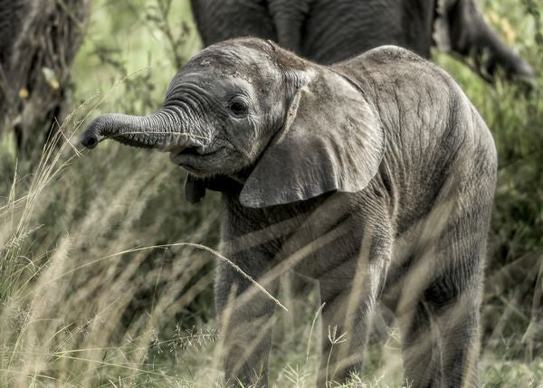 Slon malecko slonce