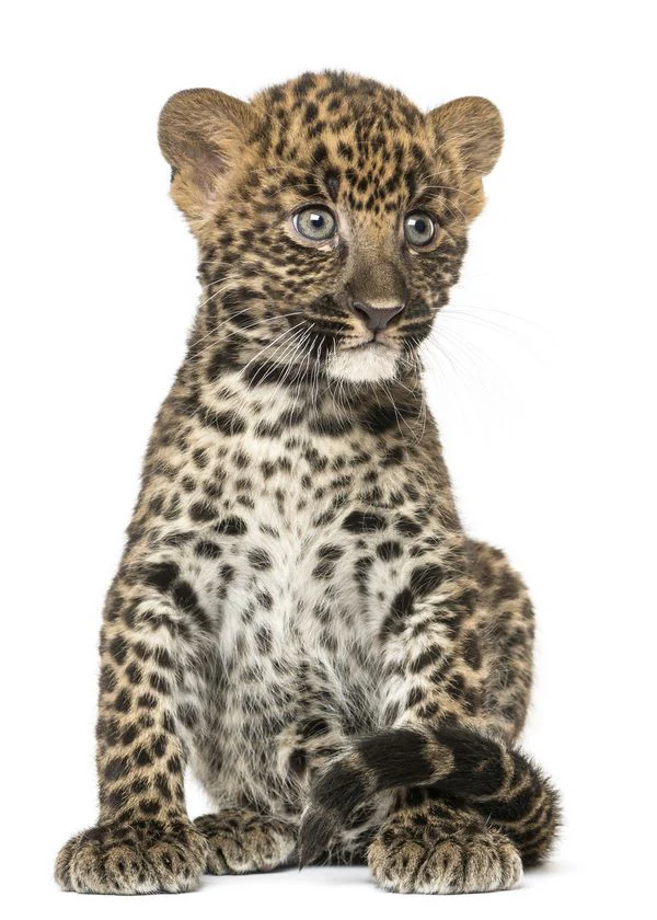 Leopard na belom