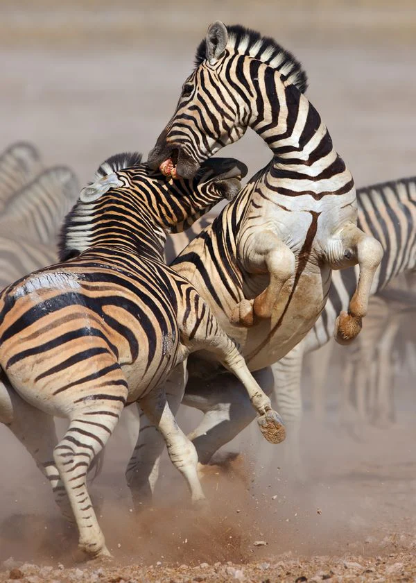 Zebra tuca