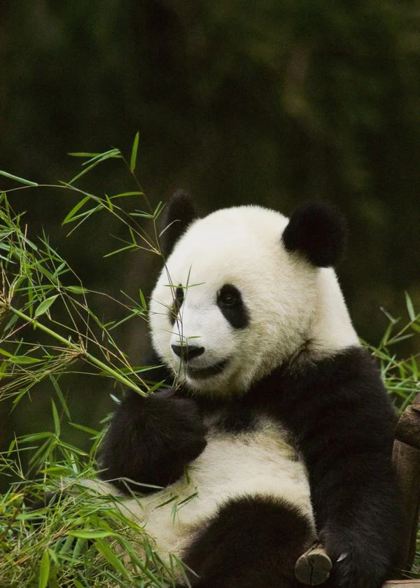 Panda i lisce