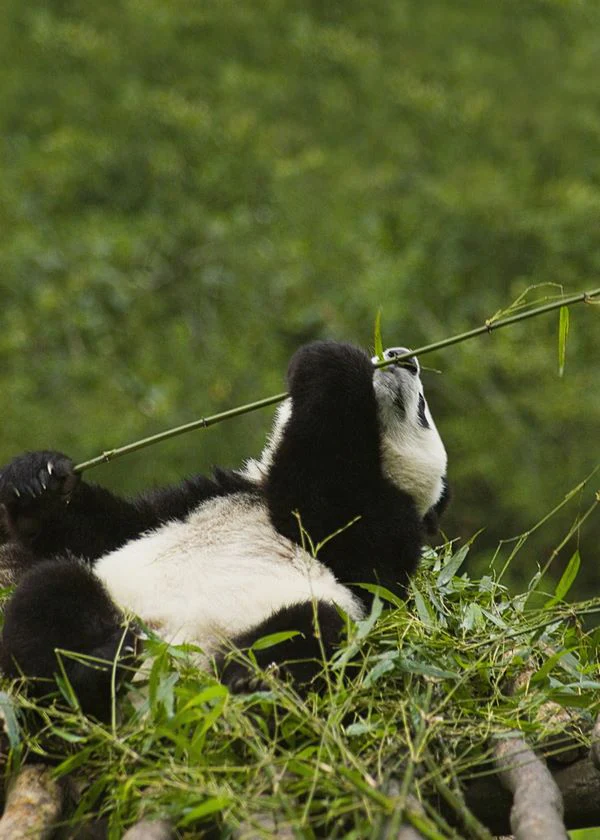 Panda se penje