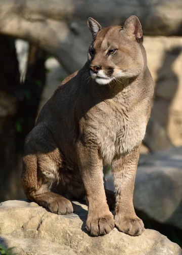 Puma na steni