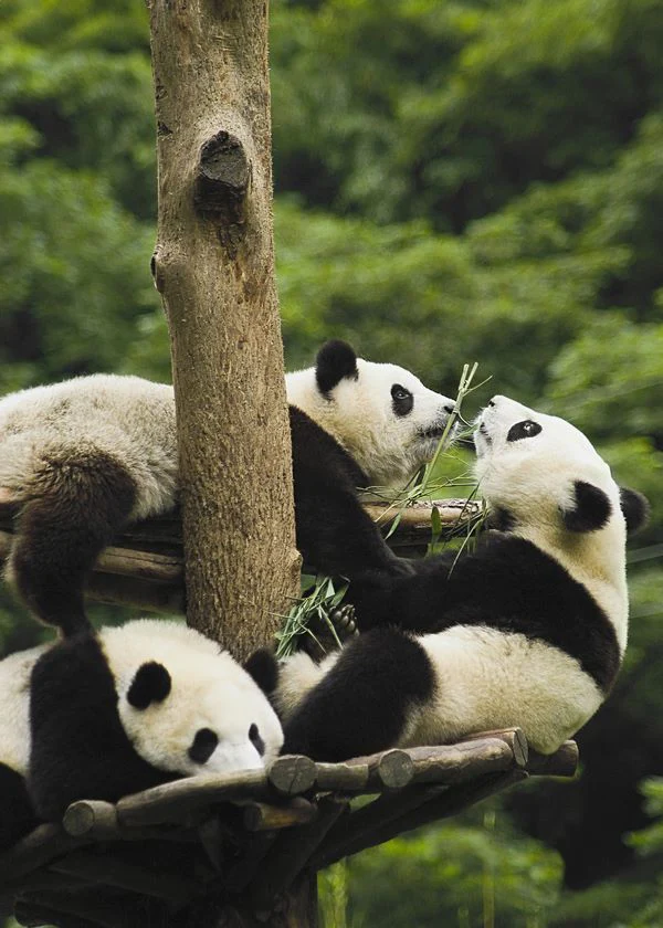 Panda cetri se igraju