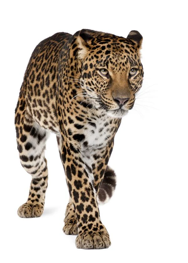 Leopard hoda necujno