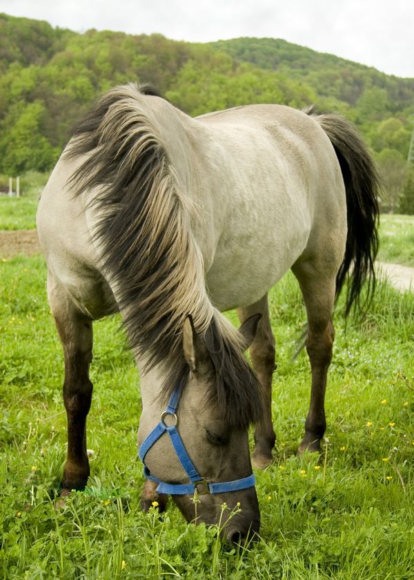 Konj pase zelenu travu