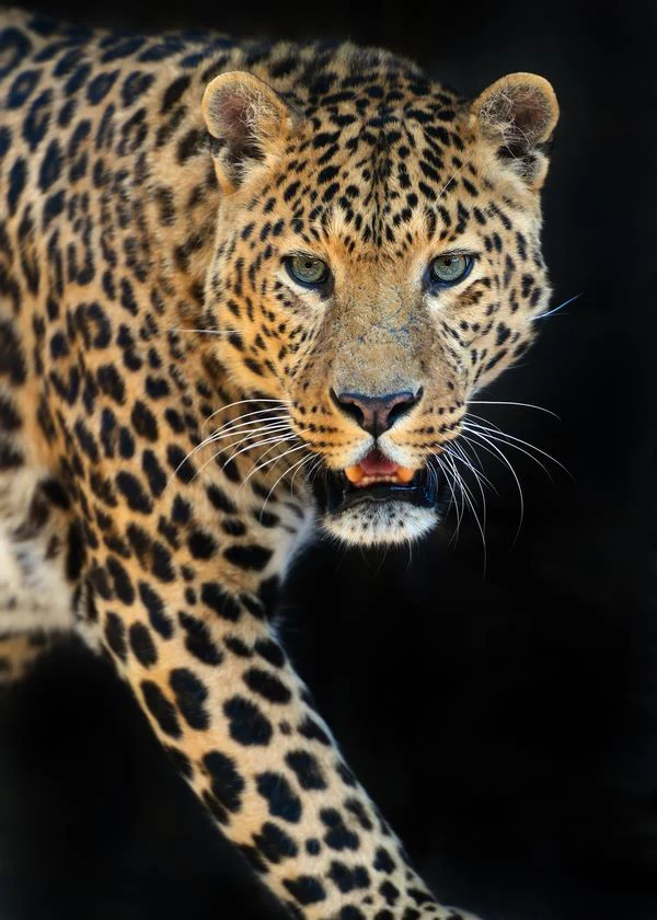 Leopard koraca
