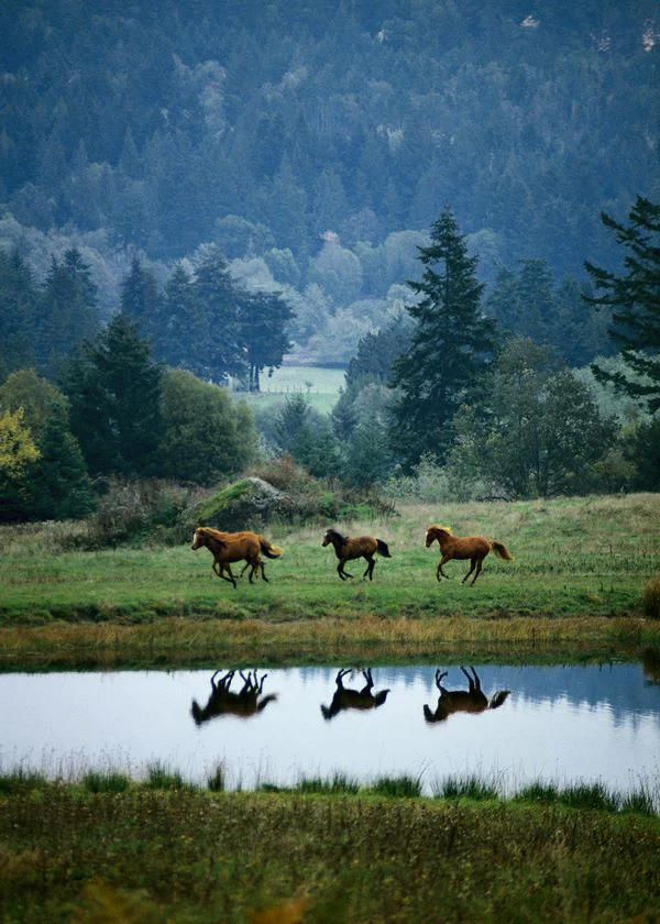 Konji pored reke