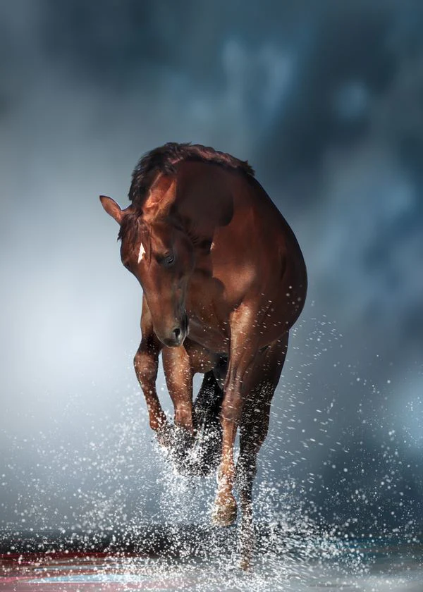 Konj kroz vodu