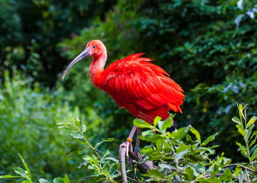 Crveni ibis u prirodi