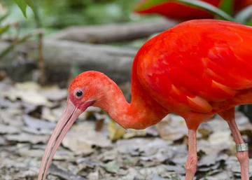 Crveni ibis kljuca