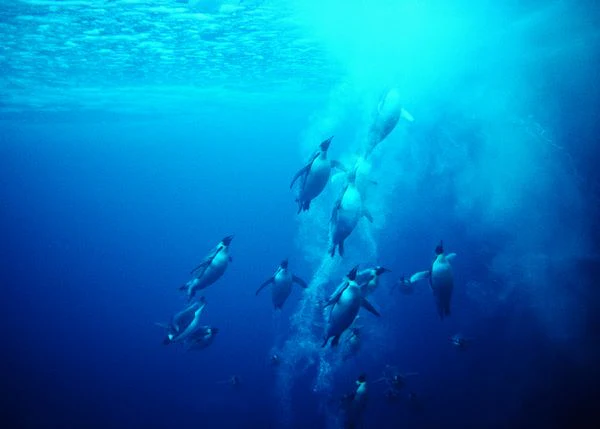 Pingvin u vodi