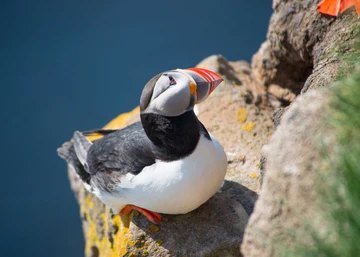 Puffin odozgo