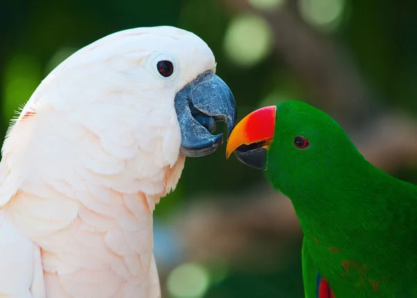 Papagaj beli se ljubi
