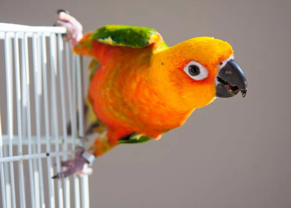 Papagaj se slika