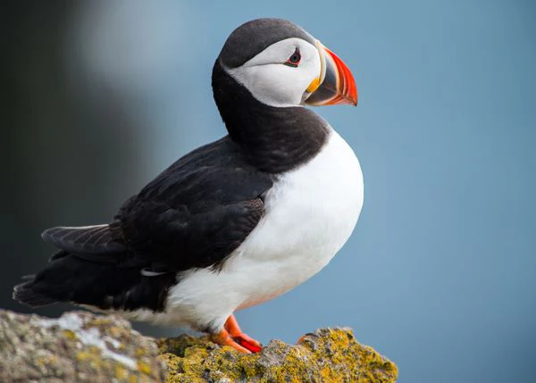 Puffin ponosan