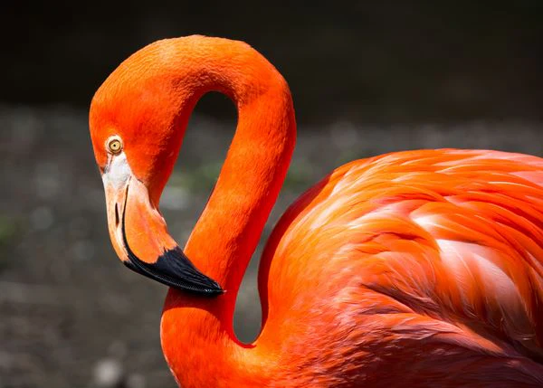 Flamingo savijen vrat