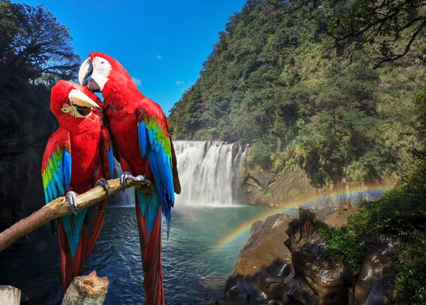 Papagaj pored vodopada