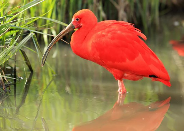 Crveni ibis u vodi