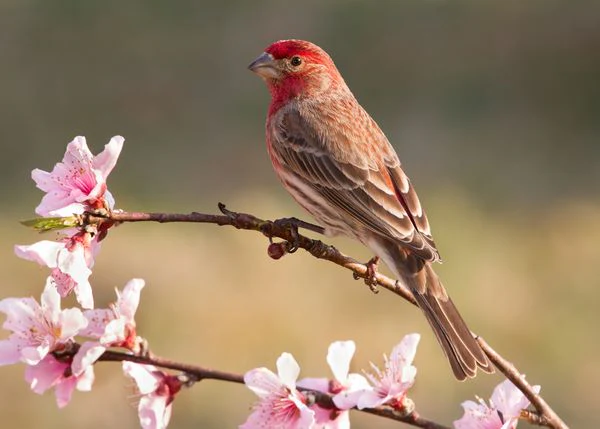 Ptice jedna na grani sa roze cveticima