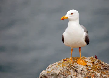 Galeb na steni