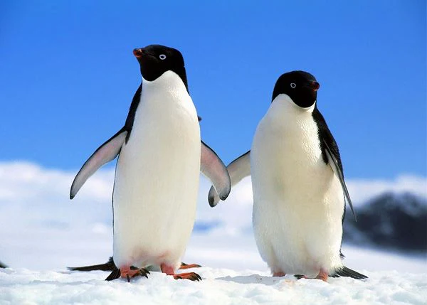 Pingvin drzanje za peraje