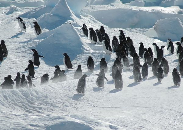 Pingvin igranje po snegu