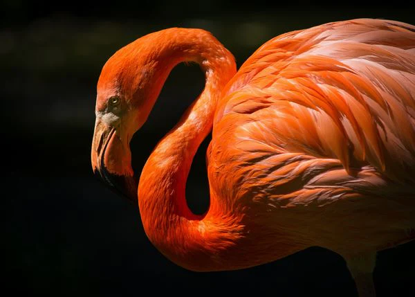 Flamingo se sunca
