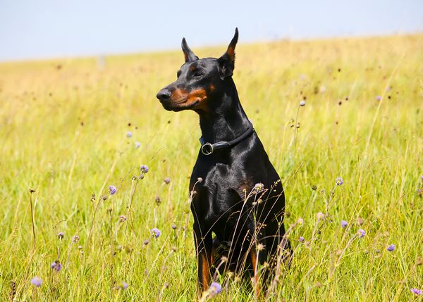 Doberman u travi