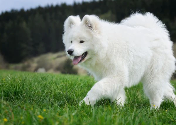 Samojed brod