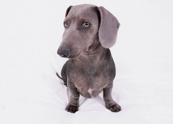 Dachshund i bela pozadina