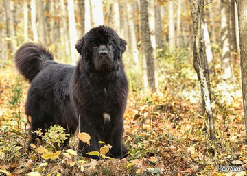 Newfoundlands suma