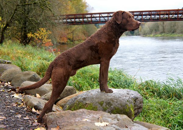 Cizopik retriver most