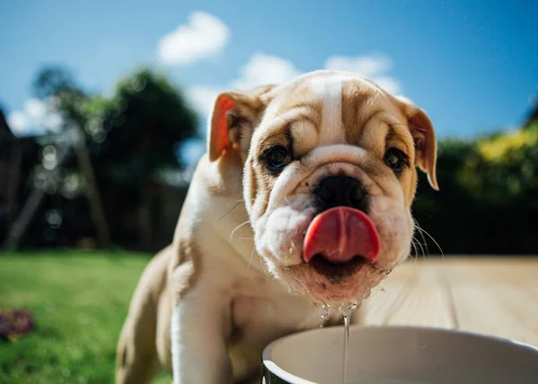Buldog pije vodu