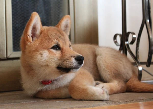 Akita inu odmara