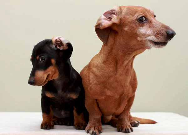 Dachshund uvo