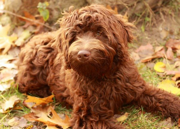 Labradoodles jesen