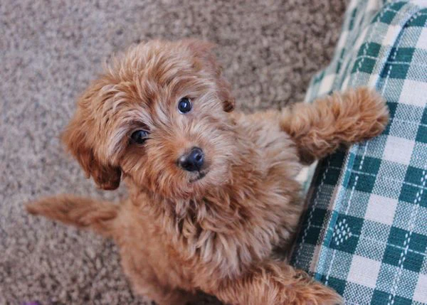 Goldendoodles krevet