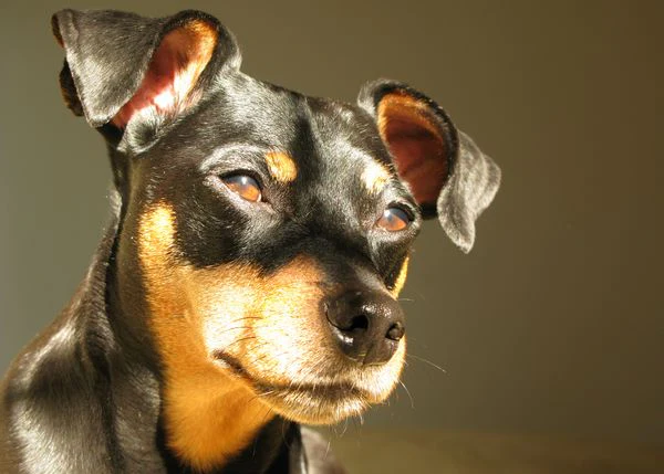 Pinscher pogled
