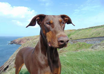 Doberman pored vode
